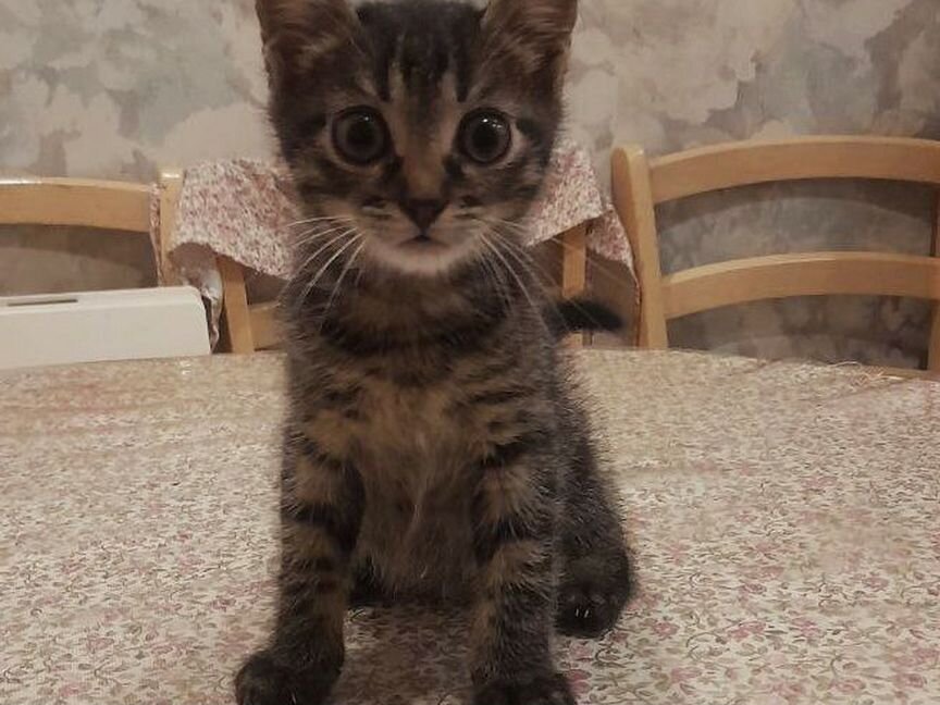 Котенок, в добрые руки, приучен к лотку