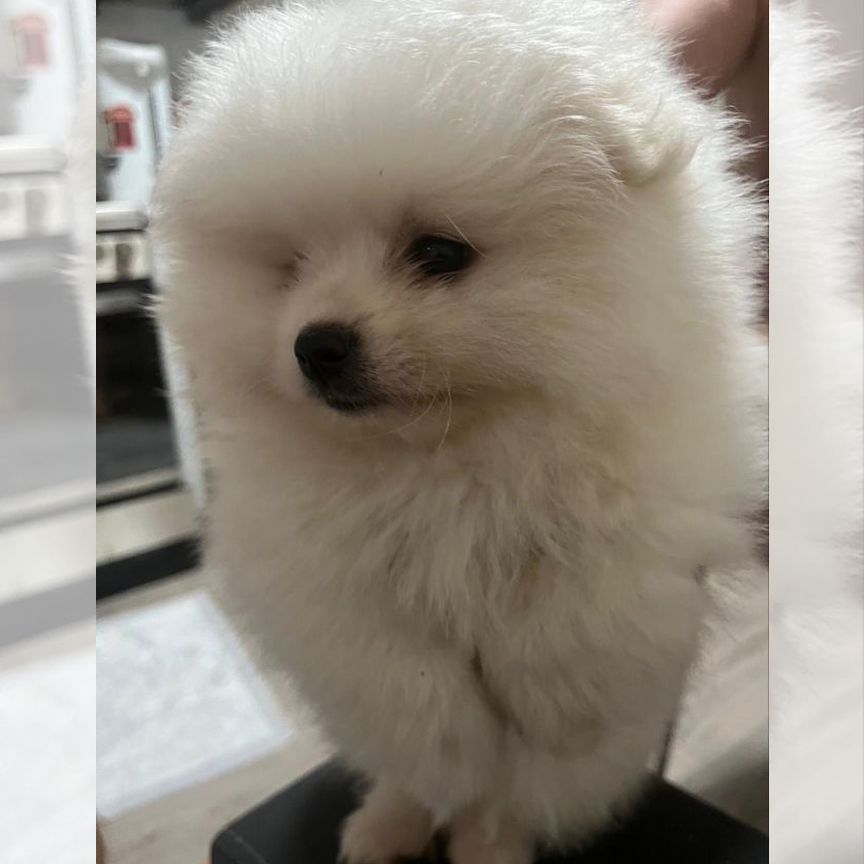 Померанский шпиц, щенок