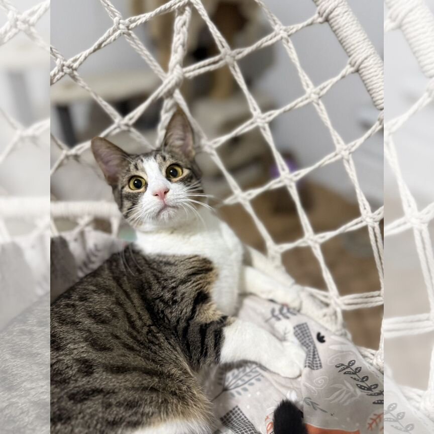 Ориентальный котёнок