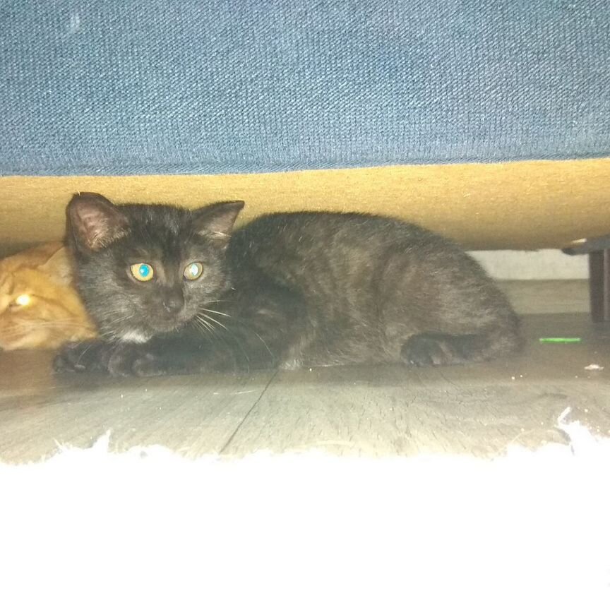 Котятки маленькие братики