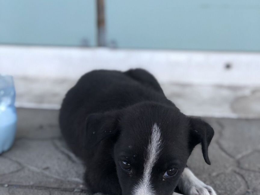 Щенок в добрые руки