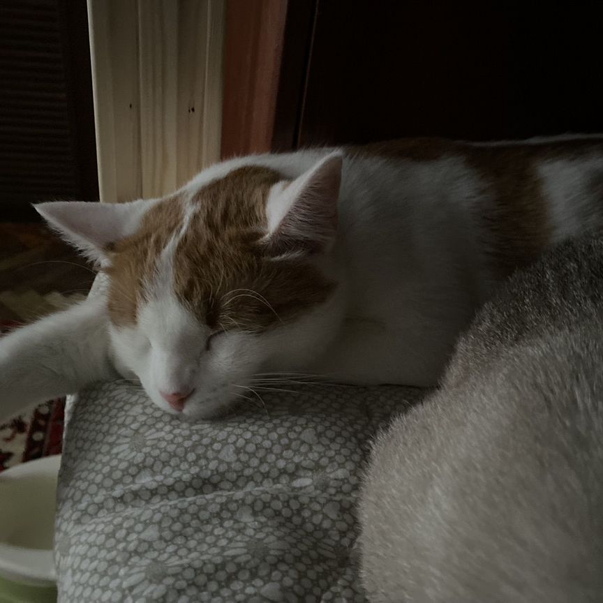 Котенок подросток в добрые руки