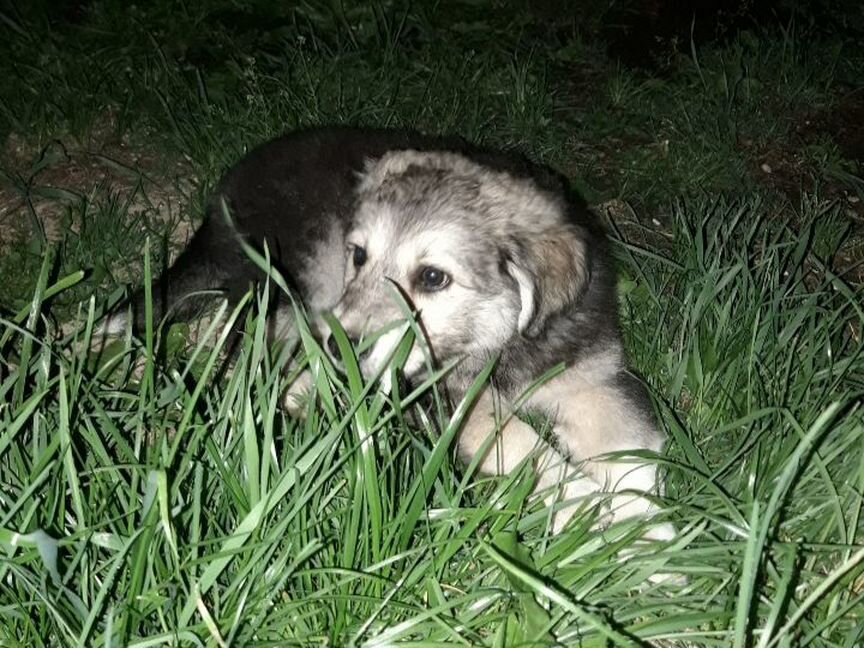 Щенок крупный