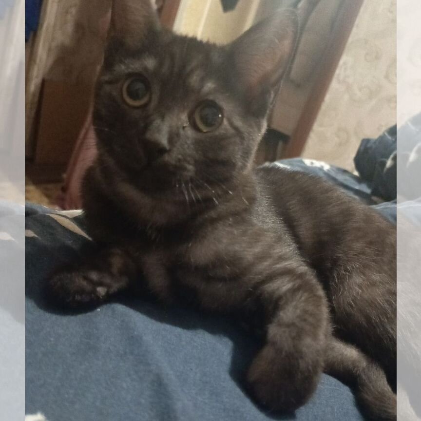 Кошки в добрые руки бесплатно