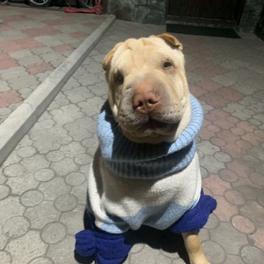 Шарпей в добрые руки