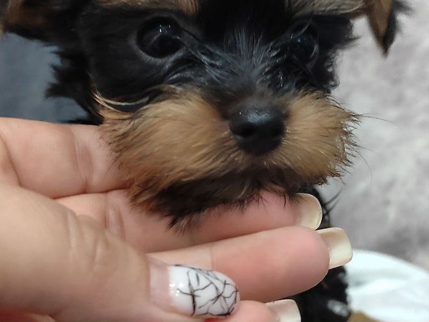 Йоркширский терьер щенки