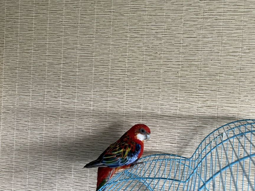 Попугай розелла с клеткой
