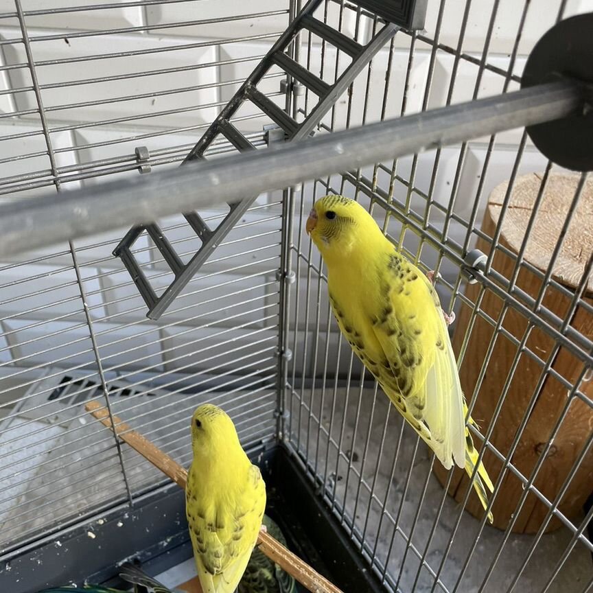 Птенцы волнистый попугай