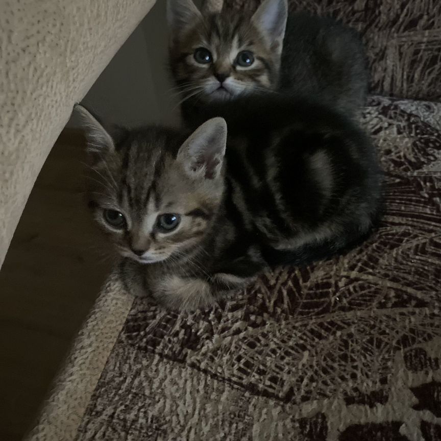 Шотландский прямоухий короткошёрстный котёнок