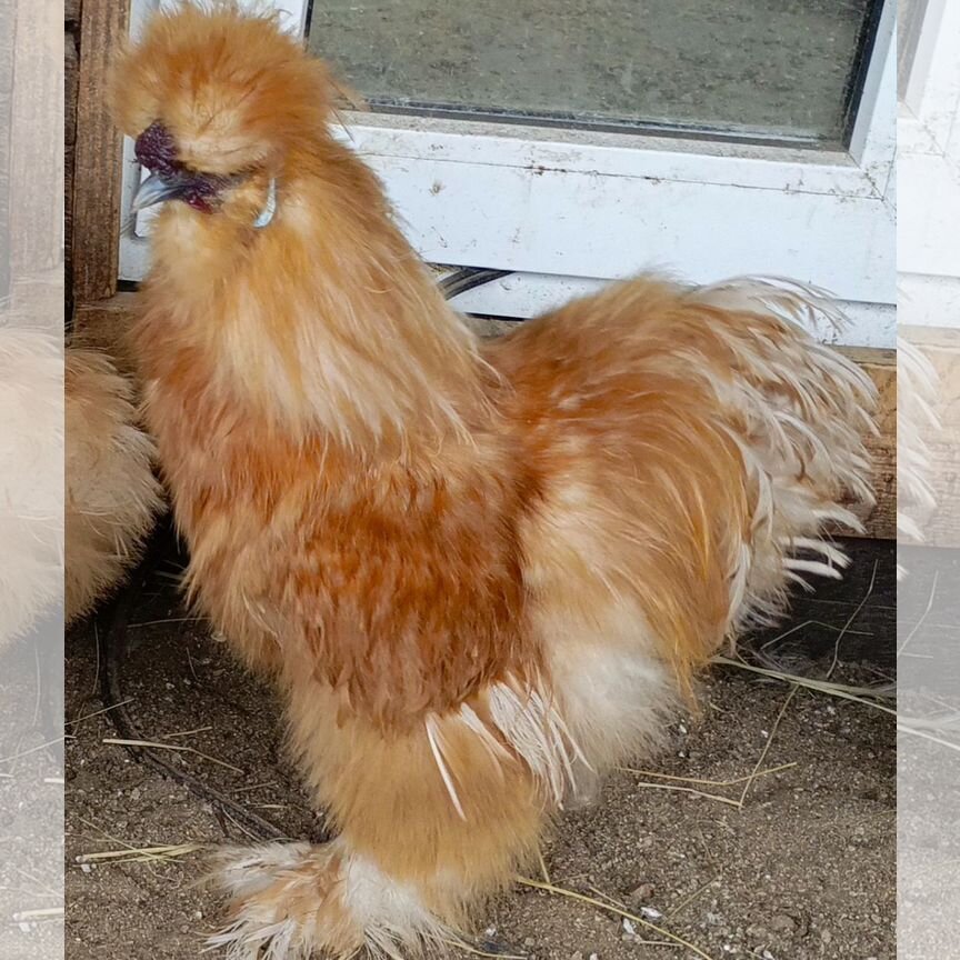 Петушки породы китайской шелковой