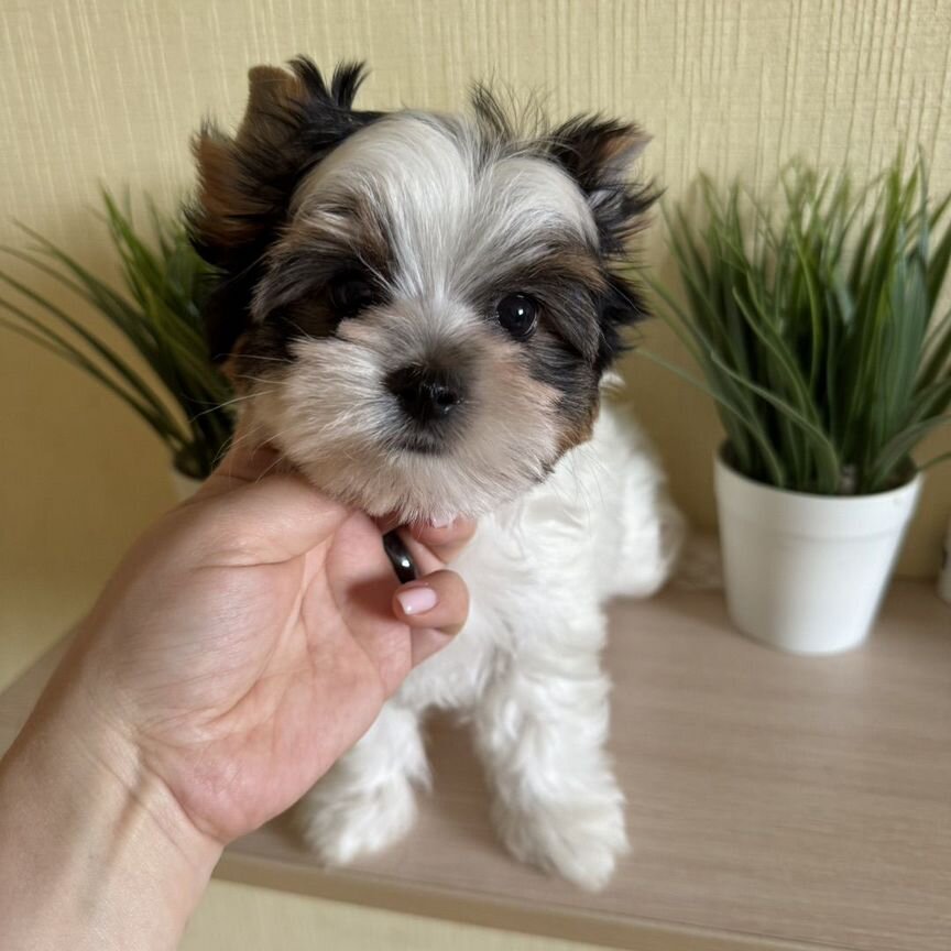 Роскошный мальчик бивер