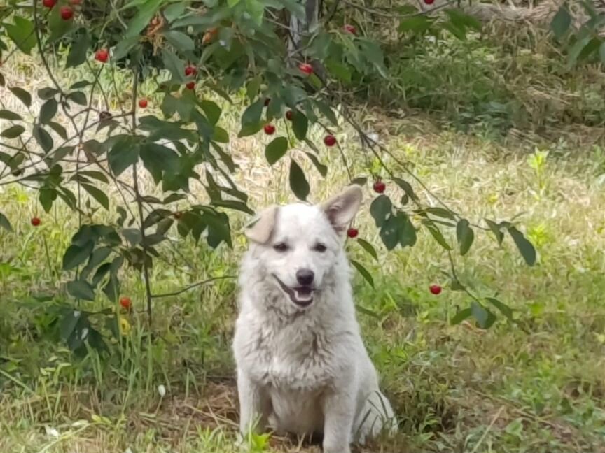 Собака в добрые руки