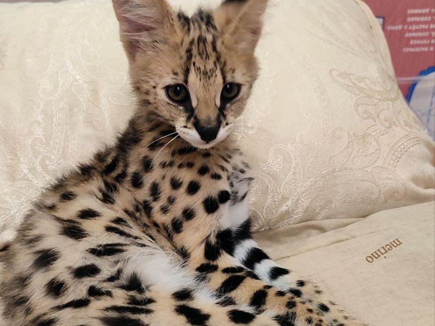 Котята Саванна ф1