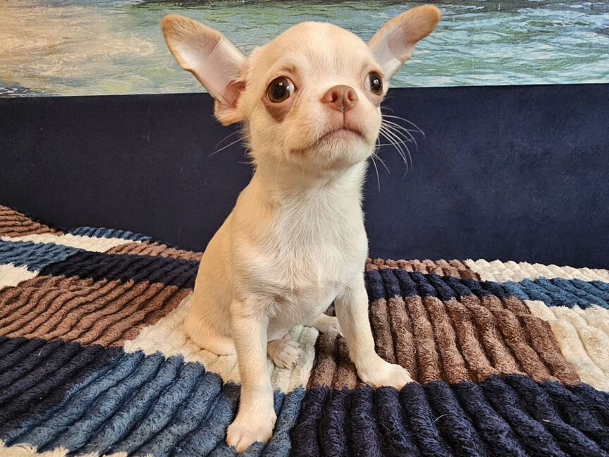 Чихуахуа мальчик РКФ