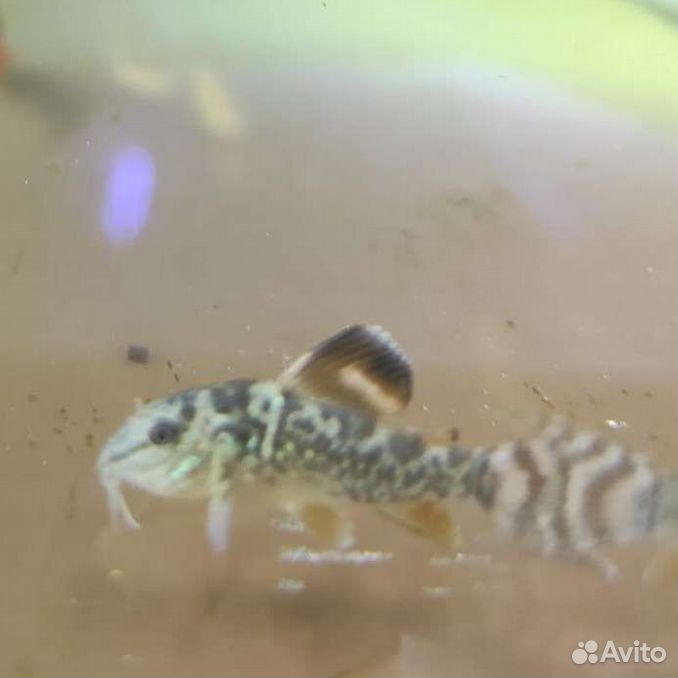 Мальки брохиса рыбки для аквариума