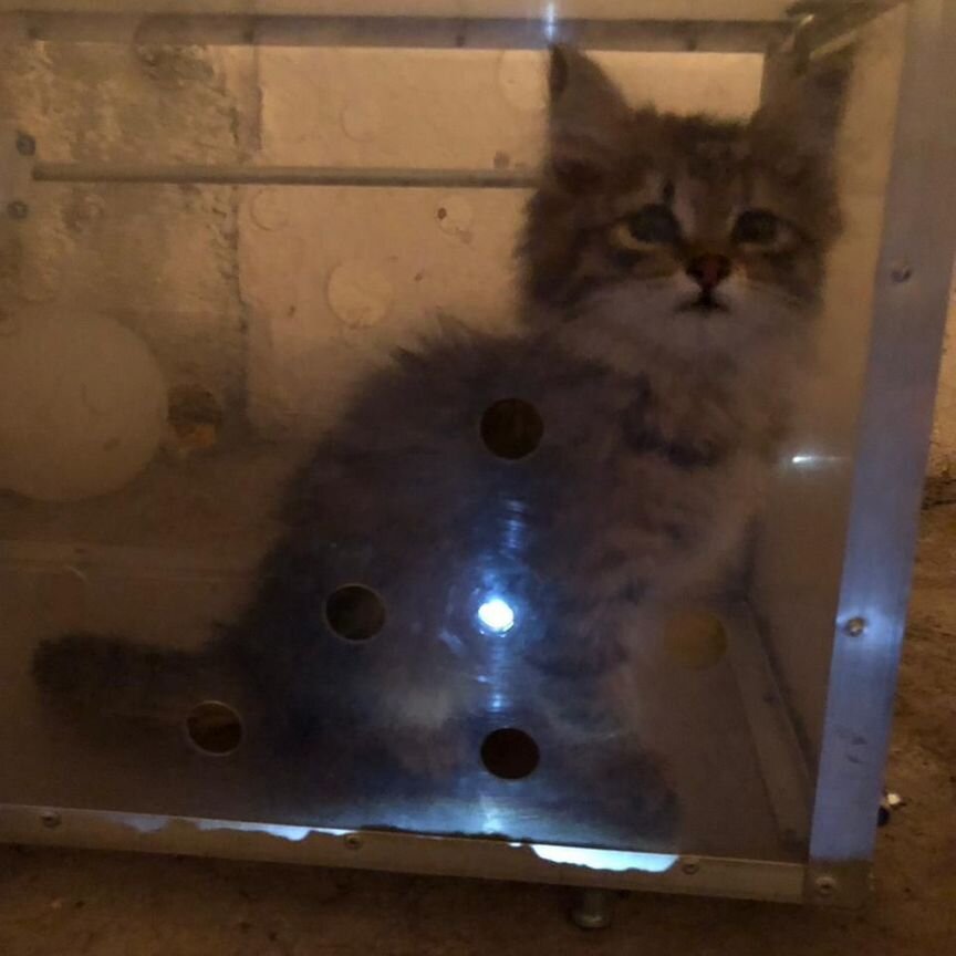 Котята с подвала нуждаются в передержке