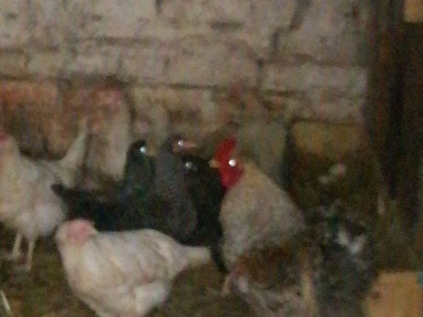 Куры несушки продам