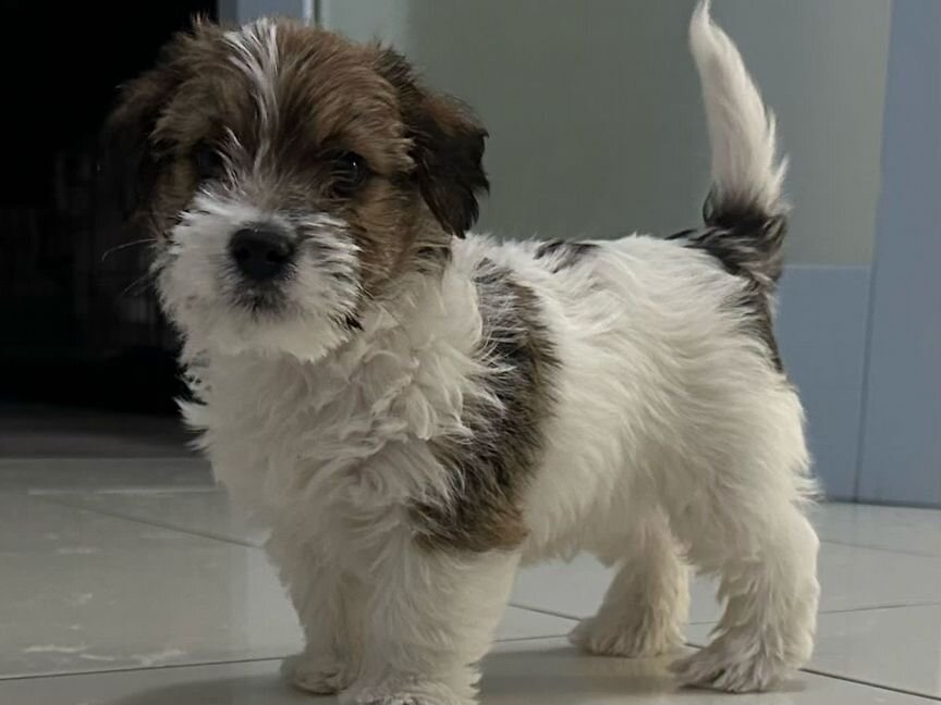 Щенок Джек Рассел терьер