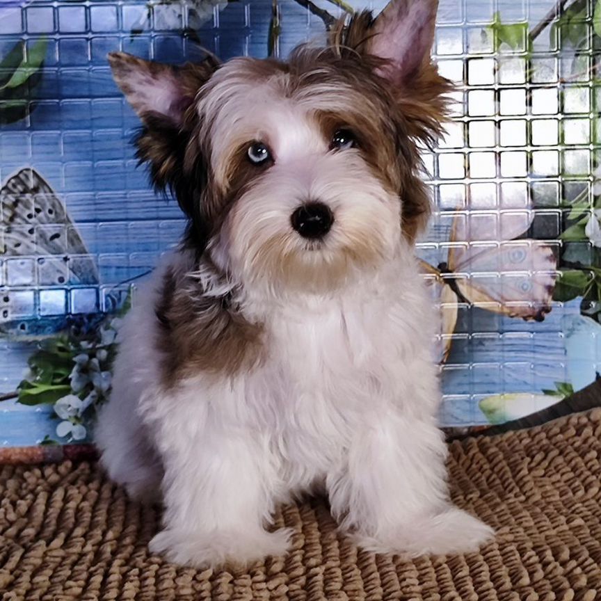 Бивер-йоркширский терьер, щенок