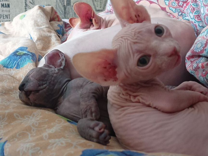 Котята сфинкс канадочки