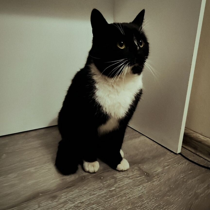 Котик Бродяга