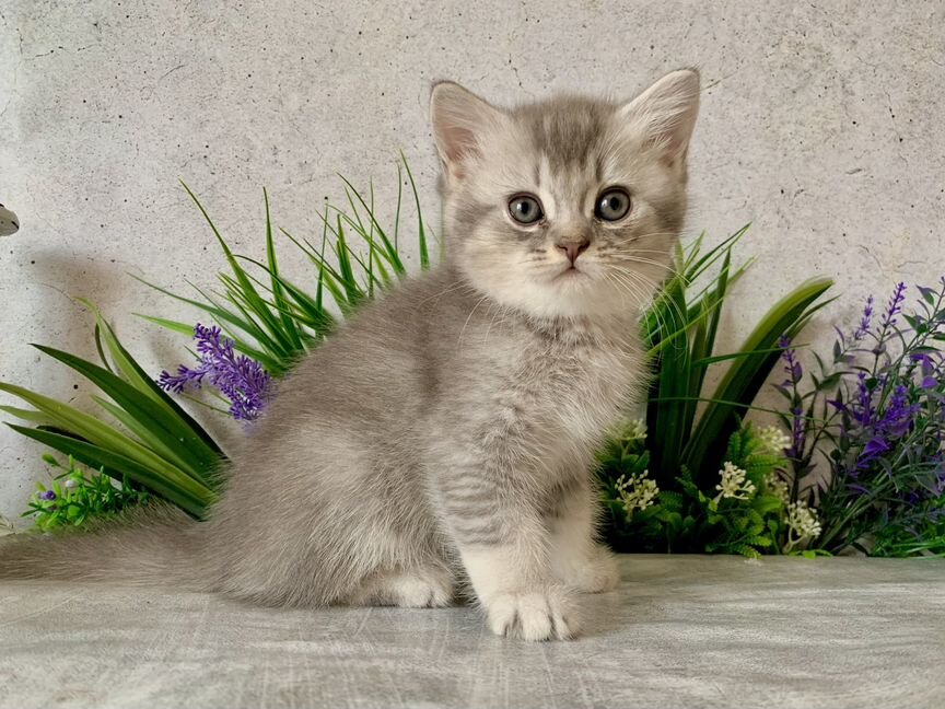 Британские котики