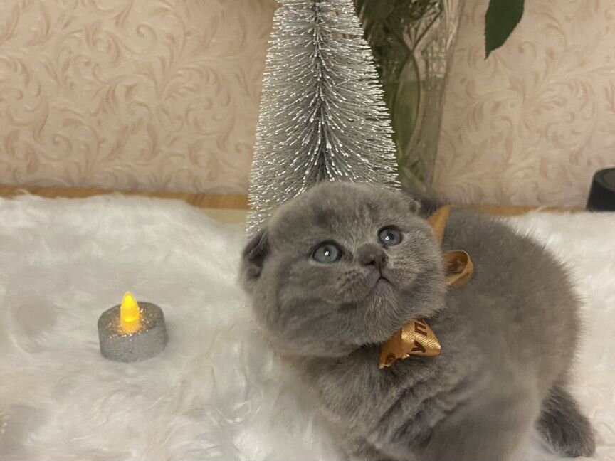 Шотландские вислоухие котята