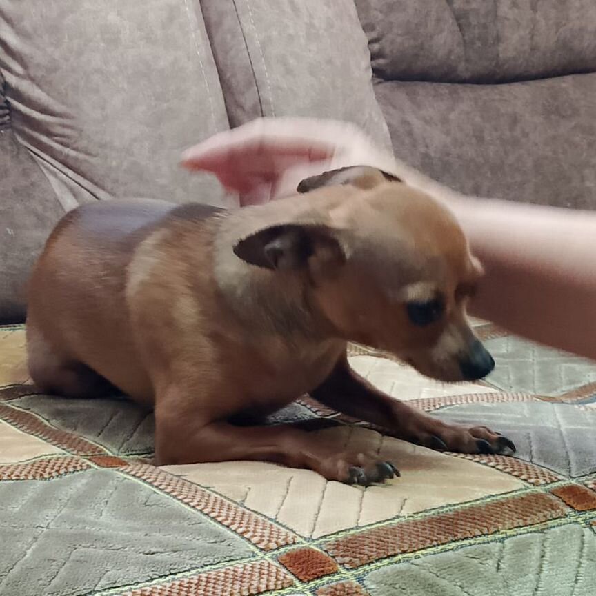 Чихуахуа, щенок