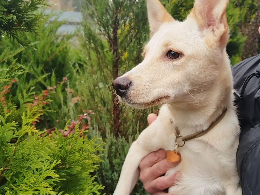 Щенку нужен дом