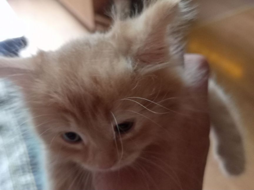 Американский кёрл