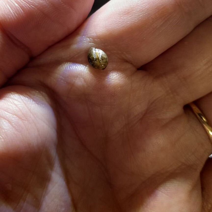 Отдам физы аквариумные