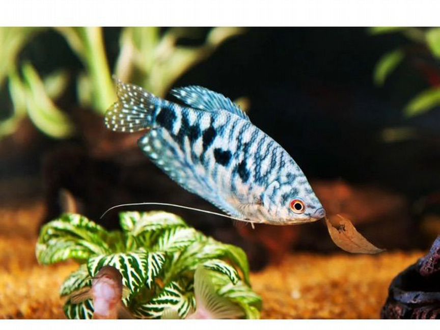 Гу рами мраморные, золотые