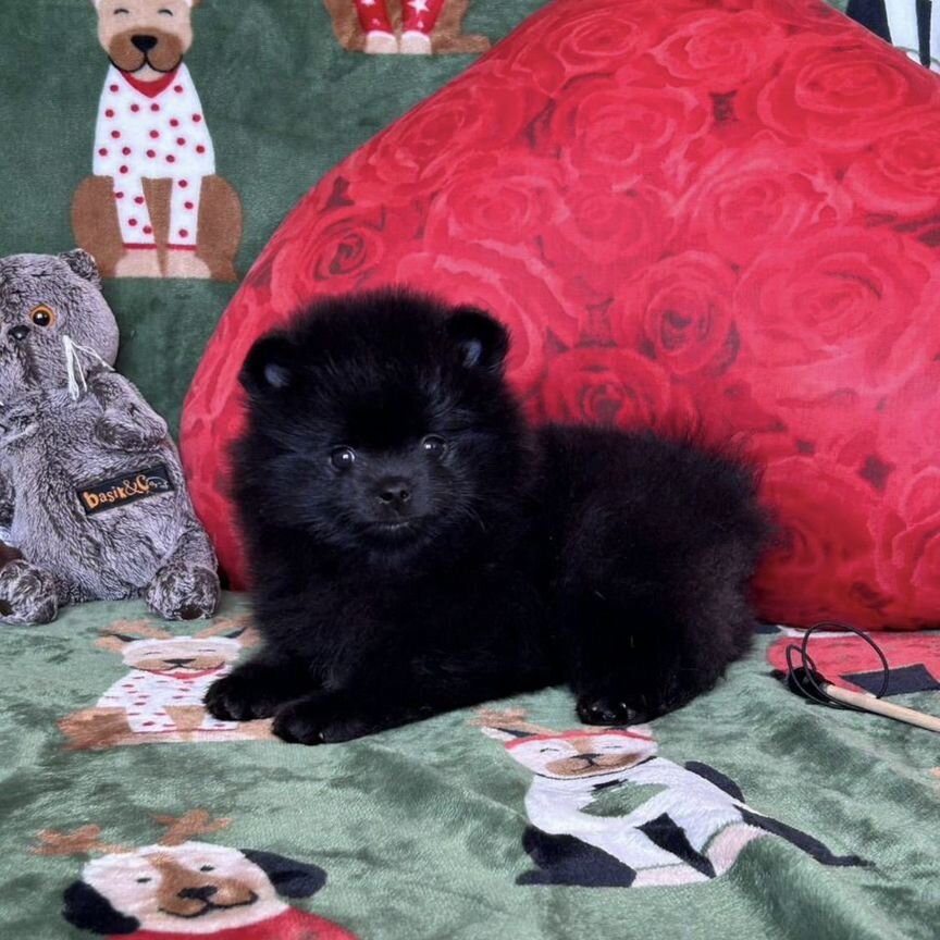 Померанский шпиц мини мишки