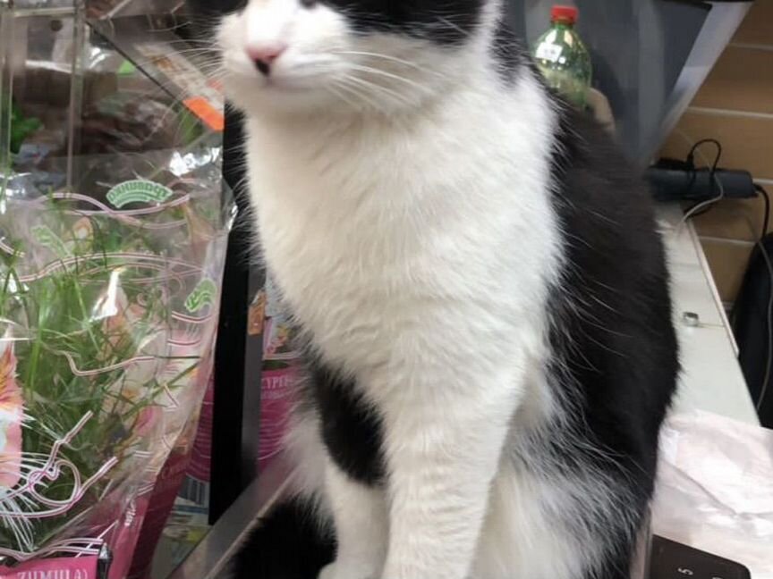 Котик Кекс ищет дом