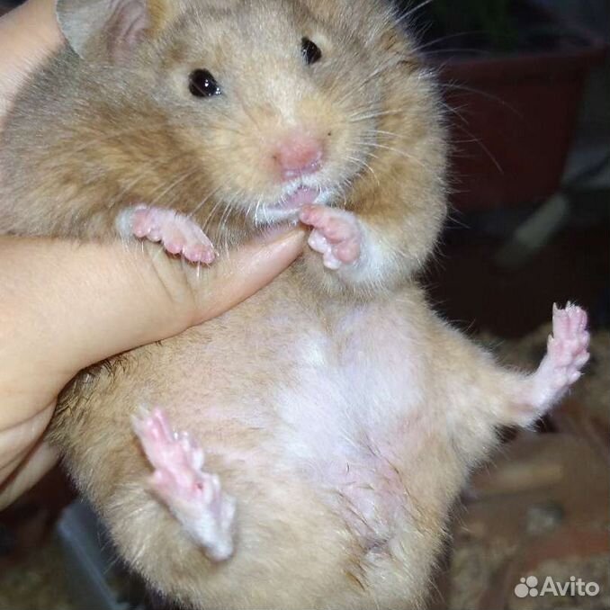 Сирийский хомяк, ручные самки, в наличии