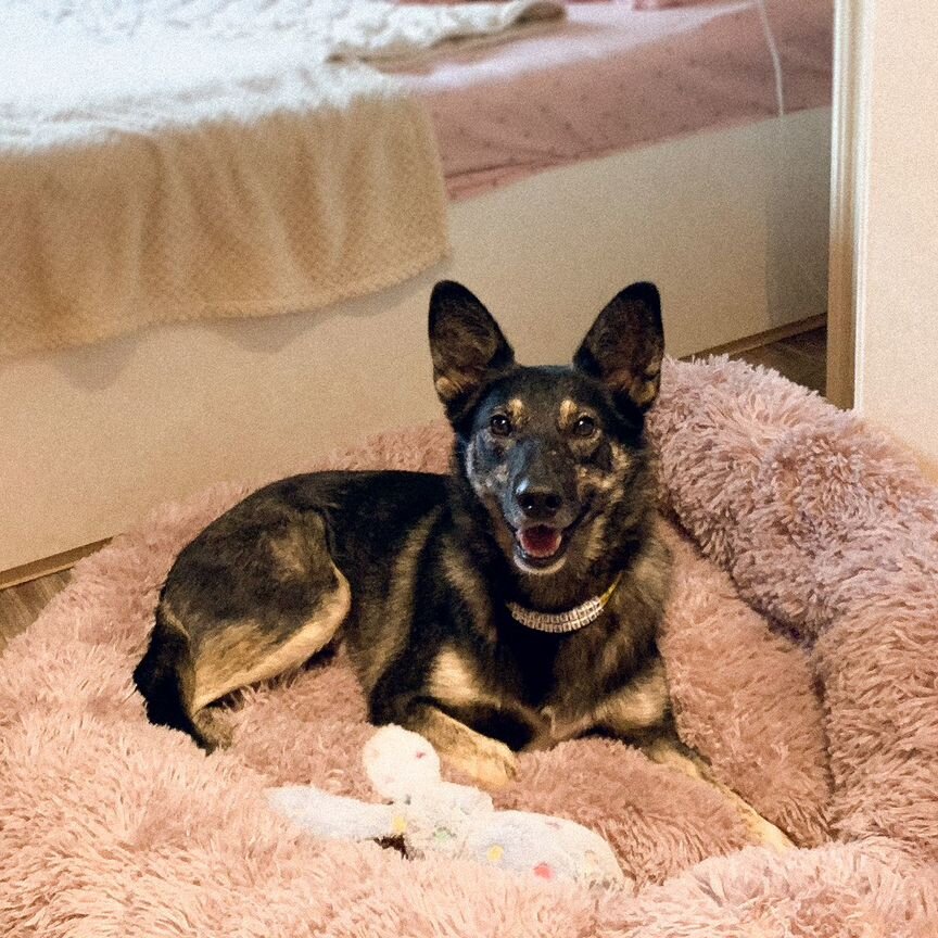 Собака из Курска в добрые руки