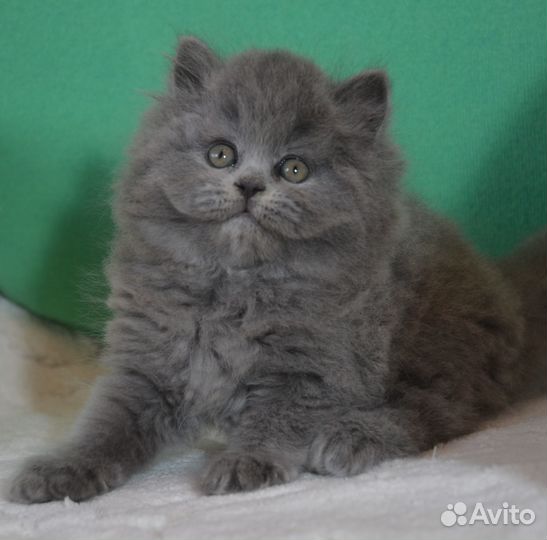 Хайленд голуого окраса