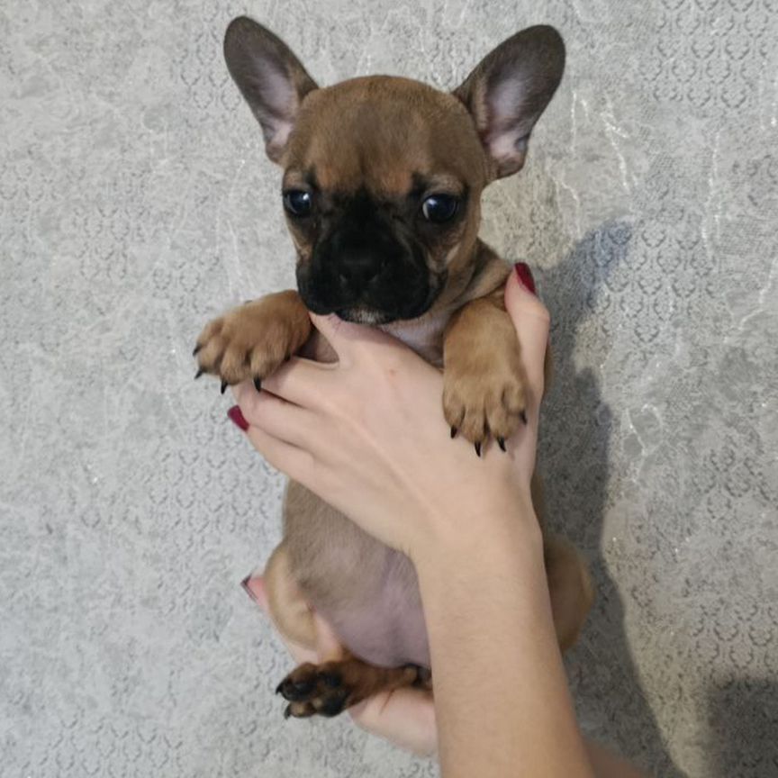 Французский бульдог, щенок