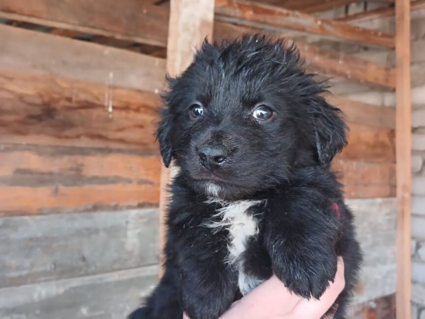 Собака в добрые руки, кудряши