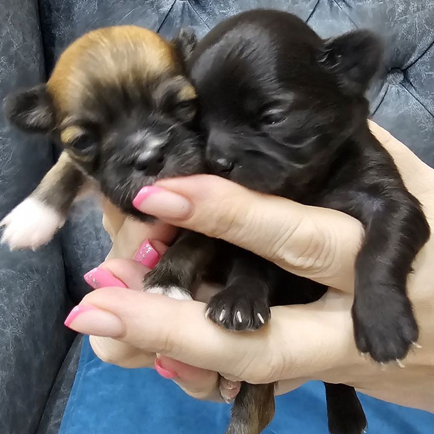 Чихуахуа, щенок