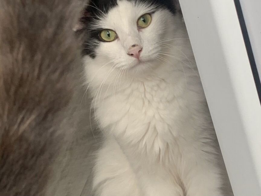 Котик мальчик