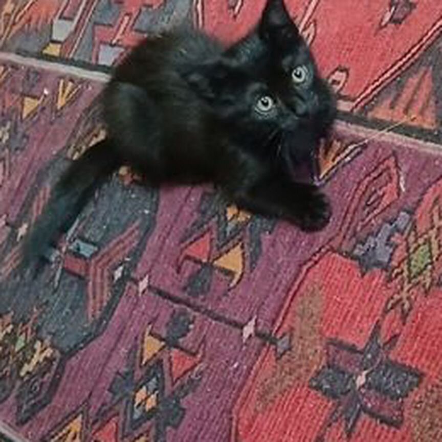 Котёнок