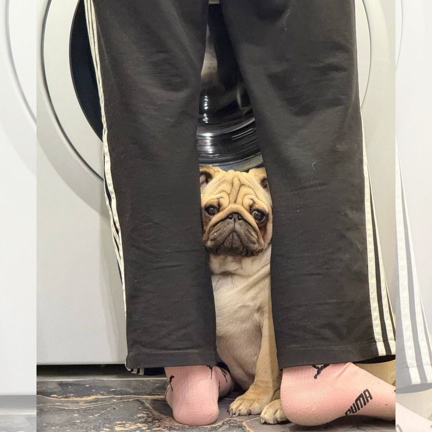 Мопс, щенок