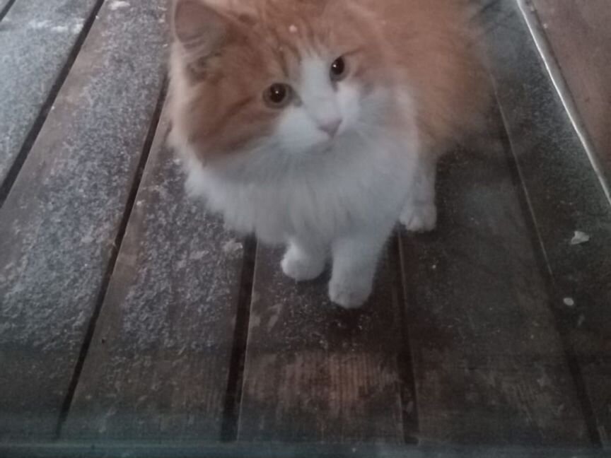 Рыжий котенок мальчик. 5 мес