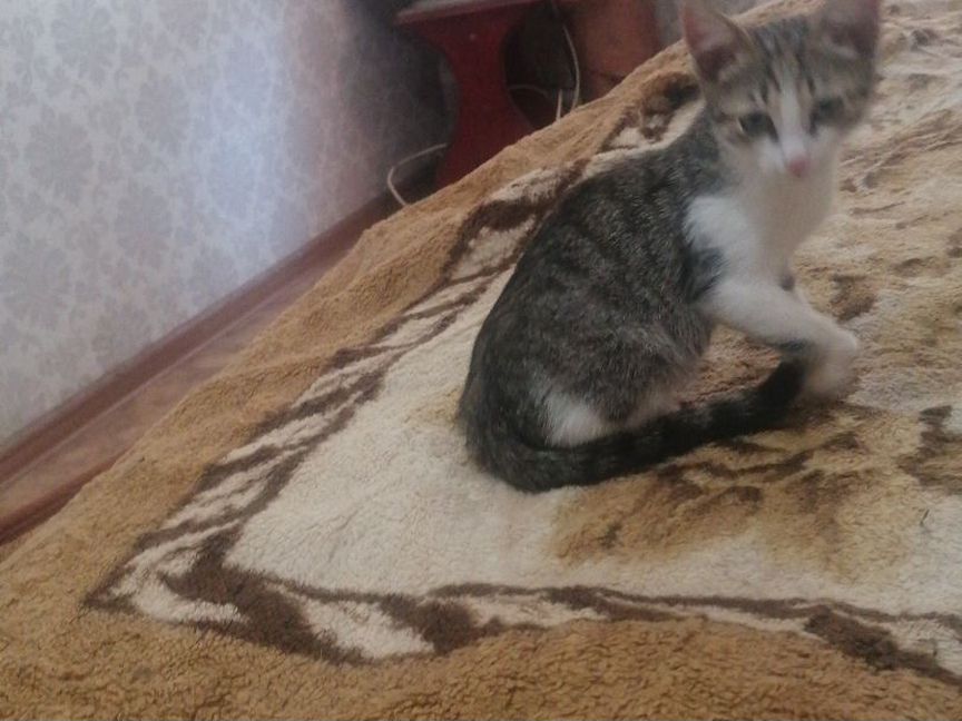 Котёнок