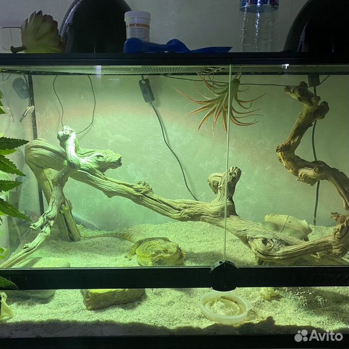 Бородатая агама