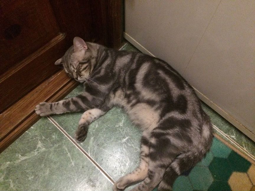 Кот на вязку