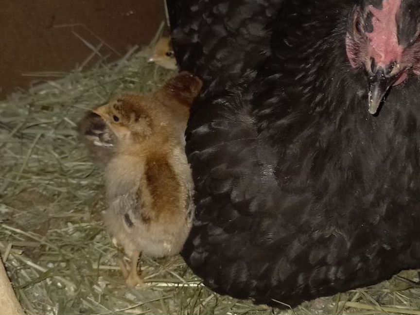 Клуша с цыплятами