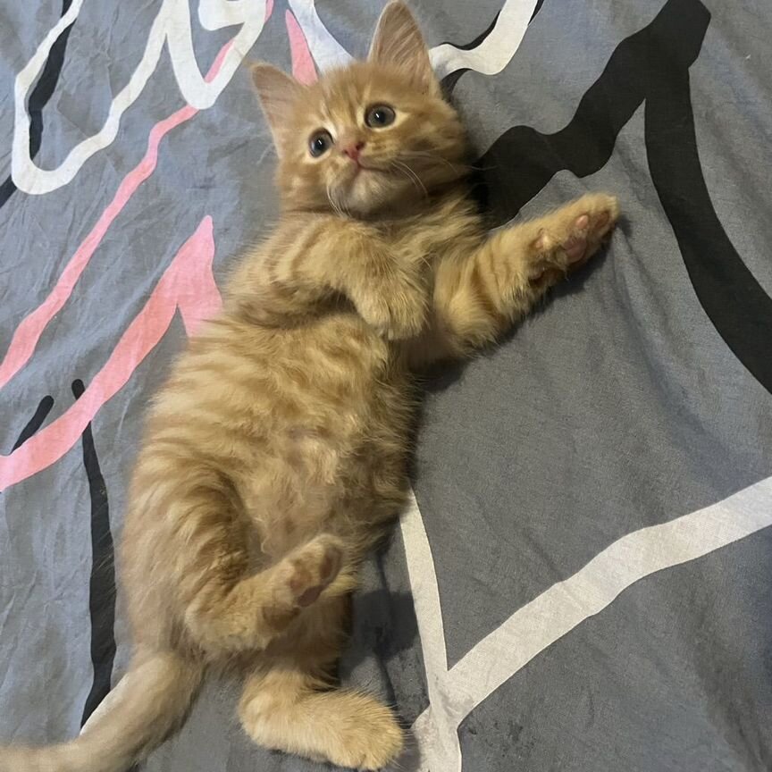 Мейн-кун котёнок