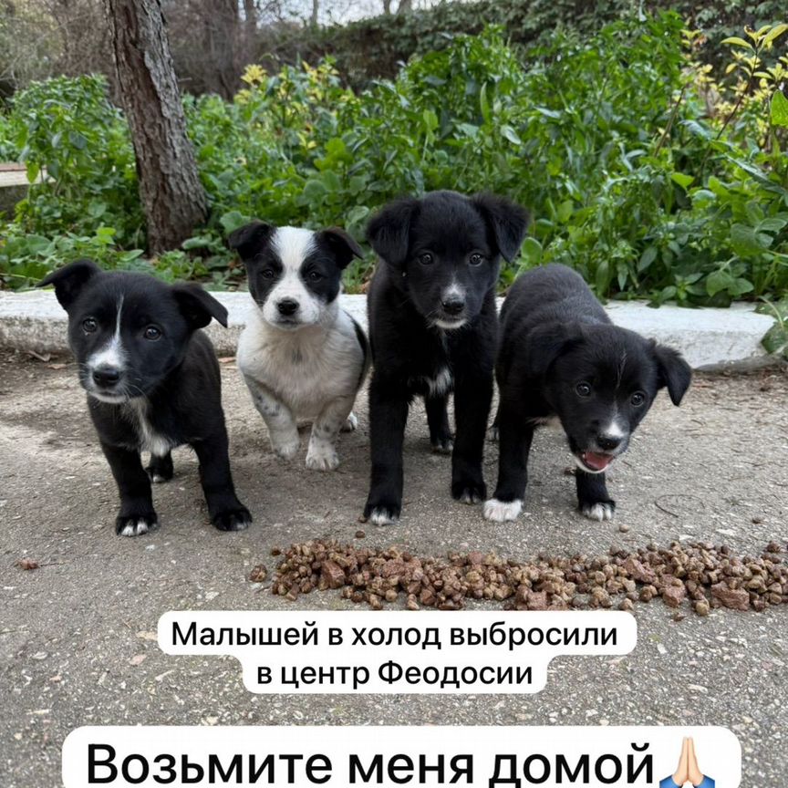 Щенков выбросили в центре города